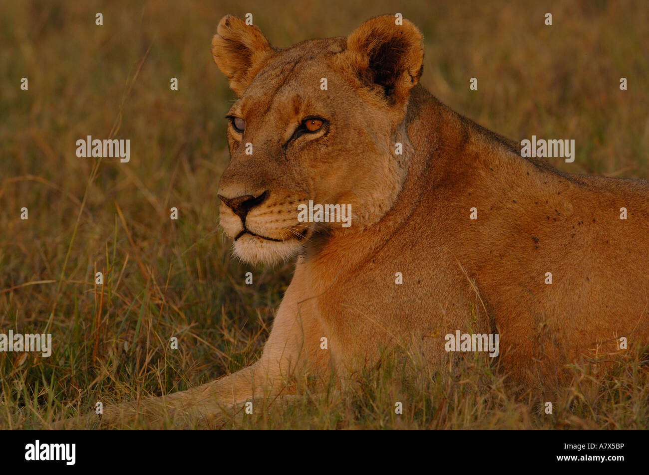Lioness showing red face and neck after just having eaten. Her right ...