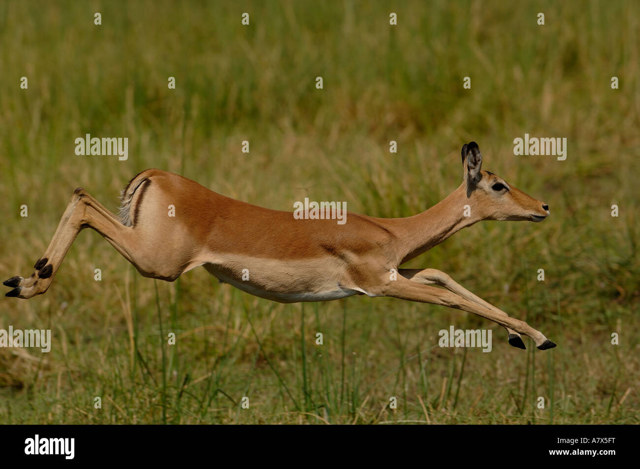 Impala antelope okavango hi-res stock photography and images - Alamy