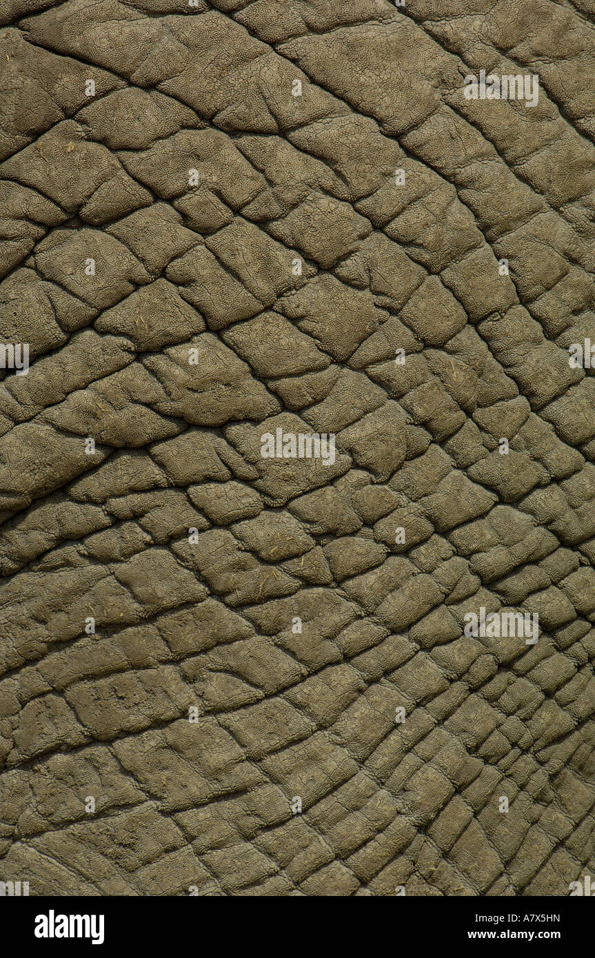 African elephant skin (Loxodonta africana Stock Photo - Alamy