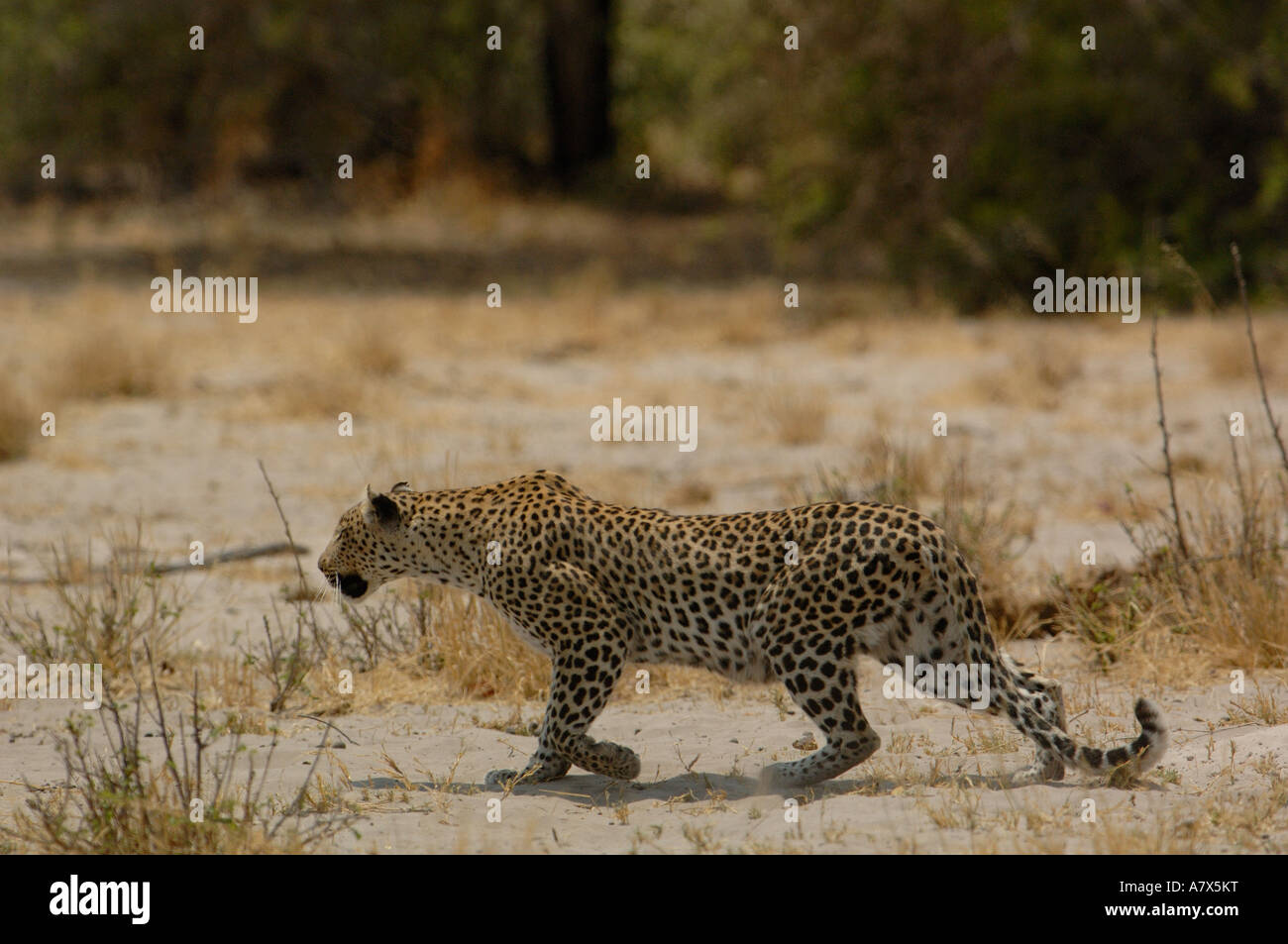 Leopard (Panthera pardus) Female stalking. Mombo area, Chief's Island ...
