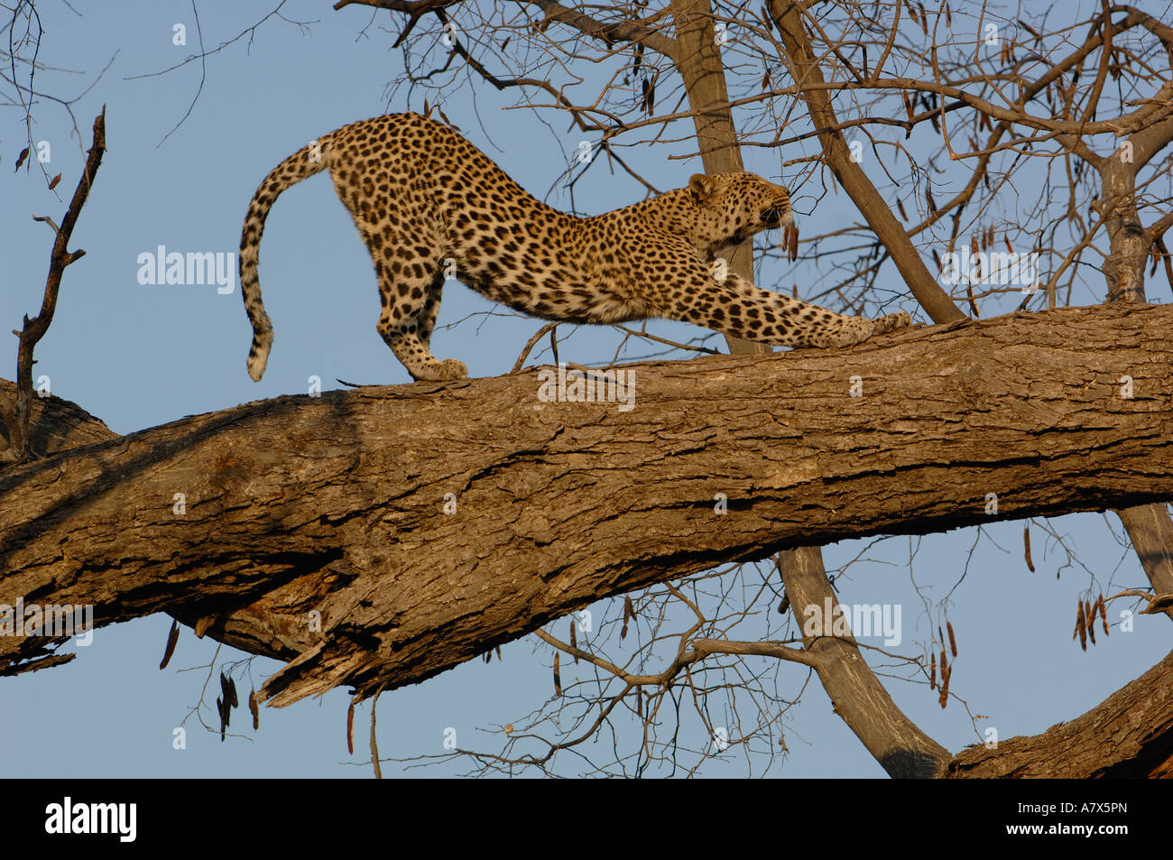 Leopard Female stretching after relaxing on the branch of a tree ...