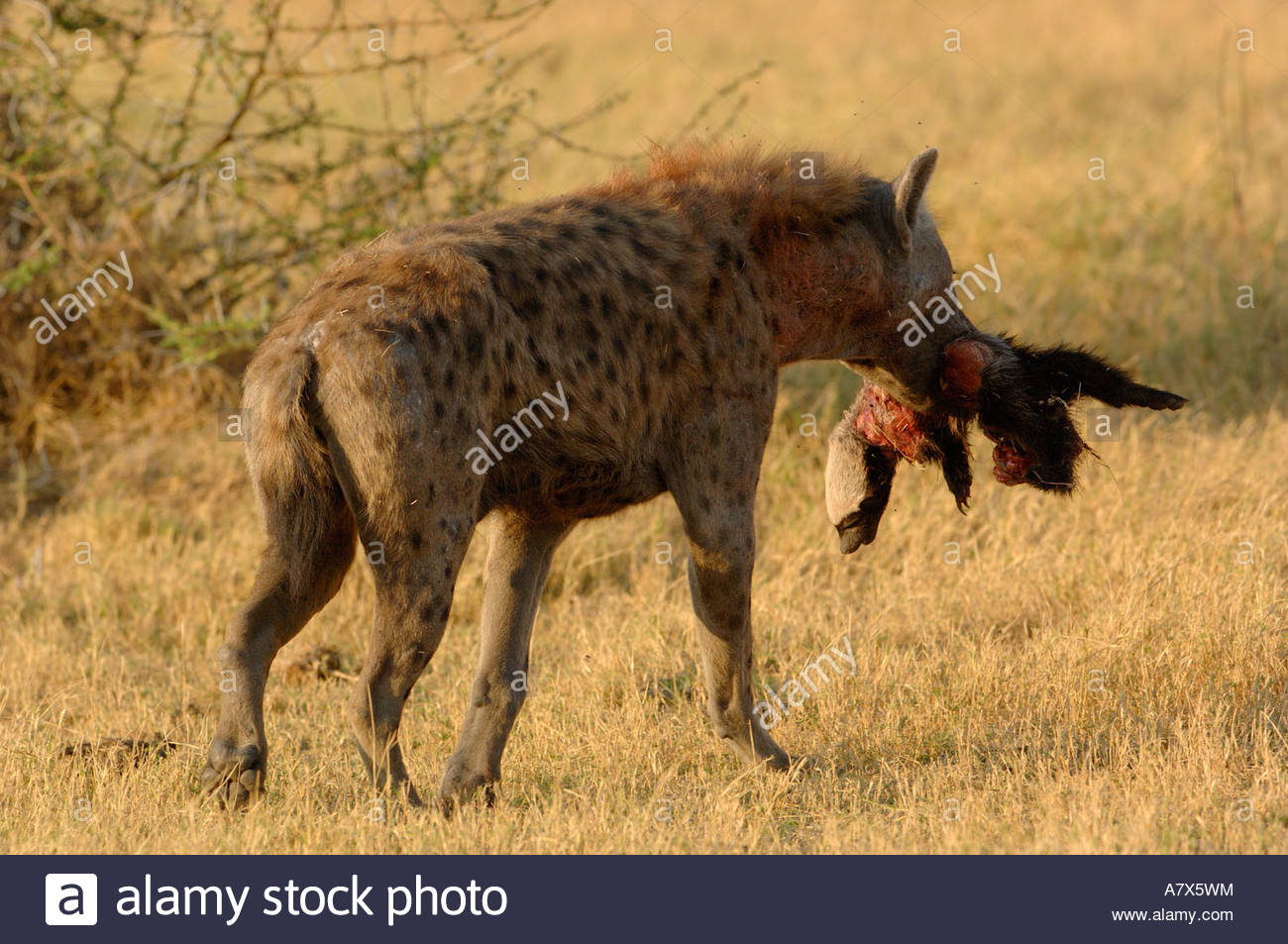 Instead of scurrying under a log, this metal Honey Badger held off 3 ...