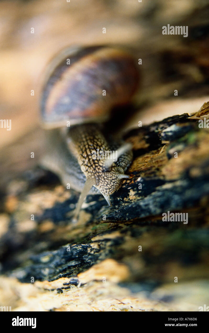 close up snail Stock Photo - Alamy