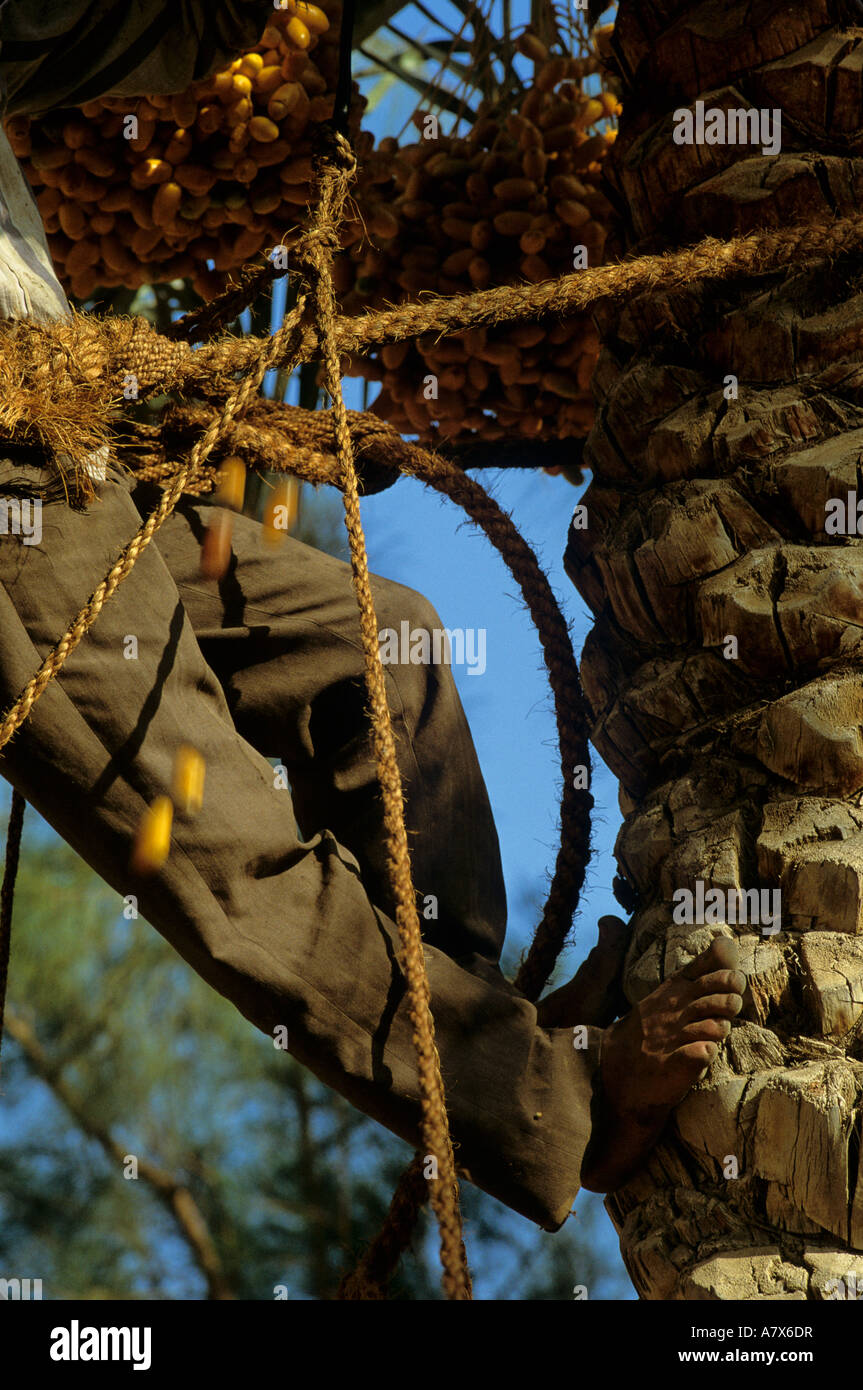 Egypt, Process of harvesting dates by climbing trees with ropes Stock ...