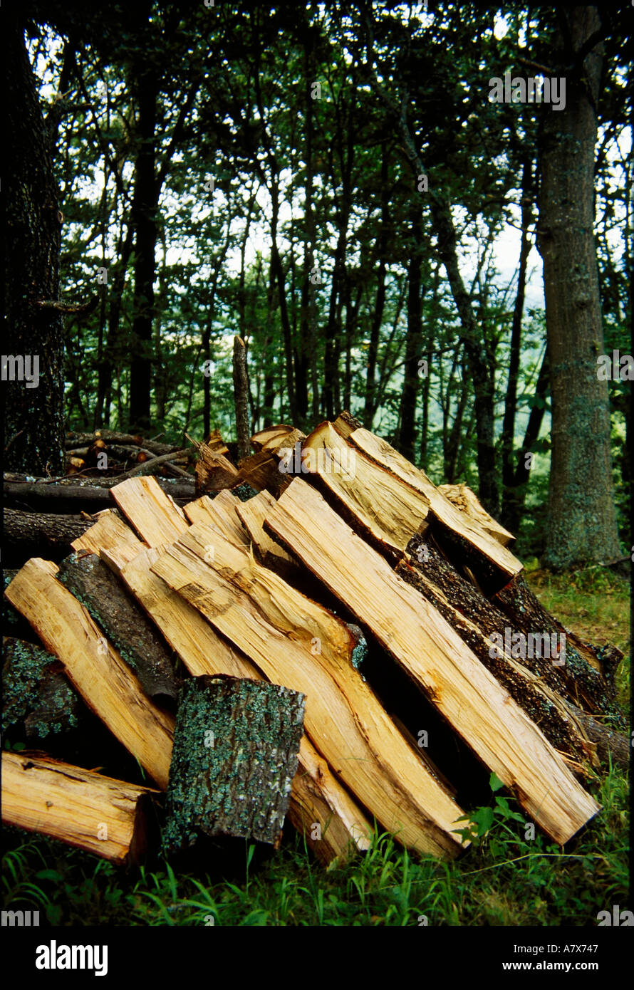 firewood in forest Stock Photo - Alamy