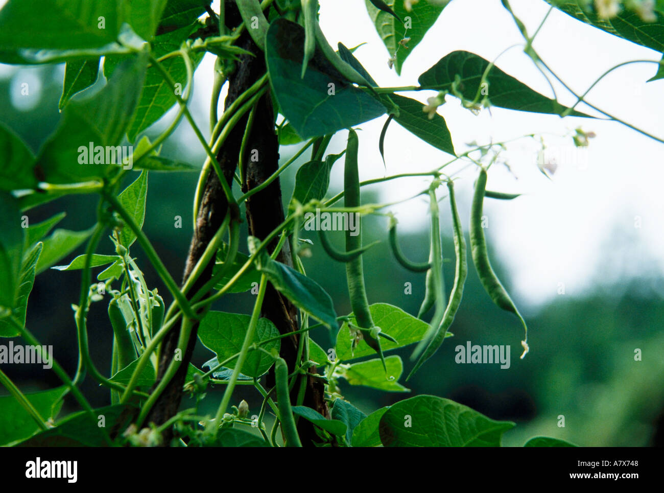 pea plant leaf Stock Photo - Alamy