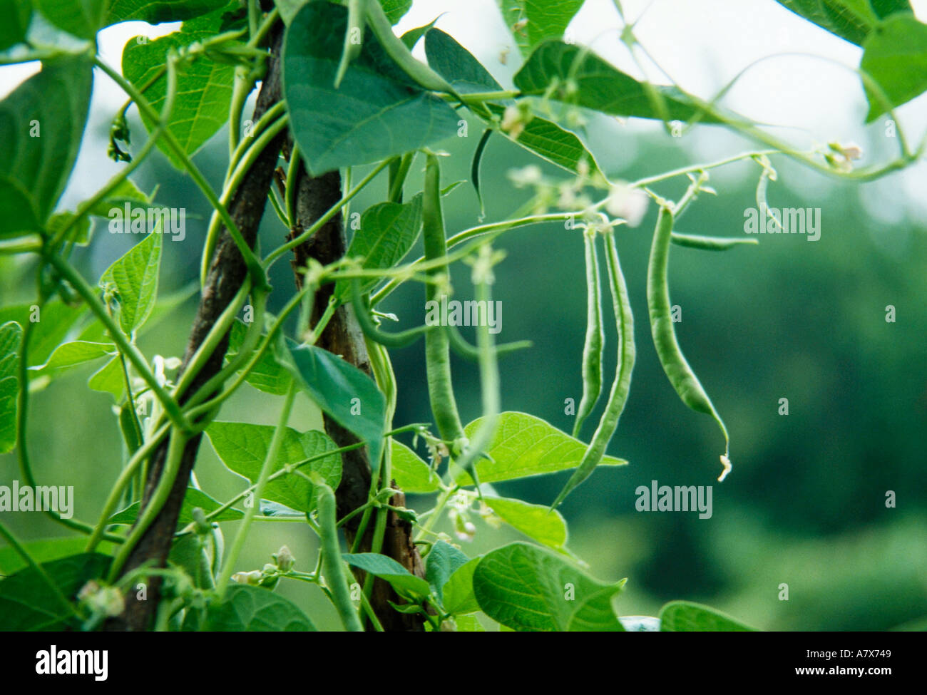 pea plant leaf Stock Photo - Alamy