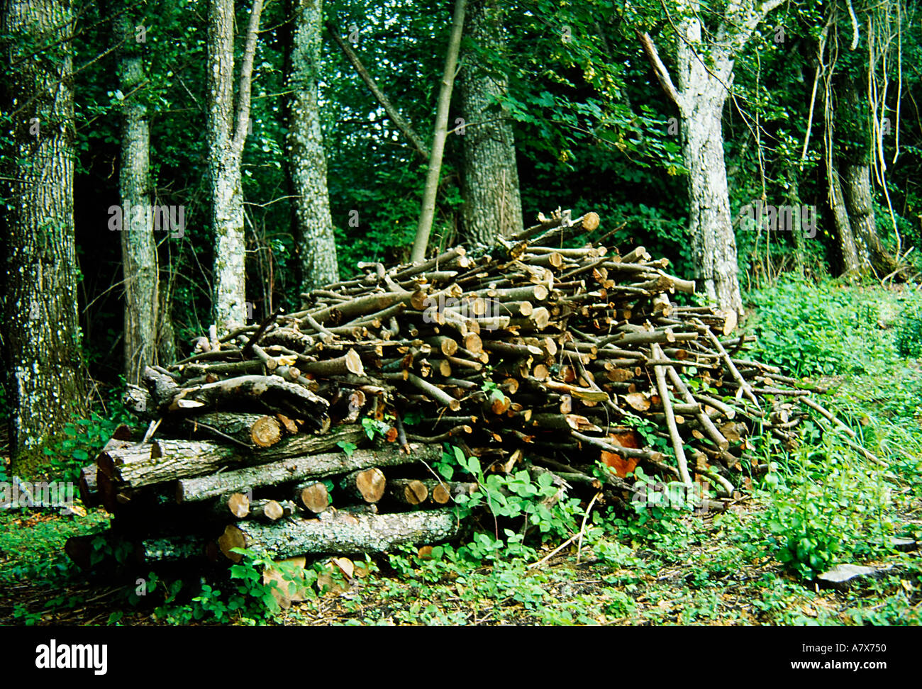firewood in forest Stock Photo - Alamy