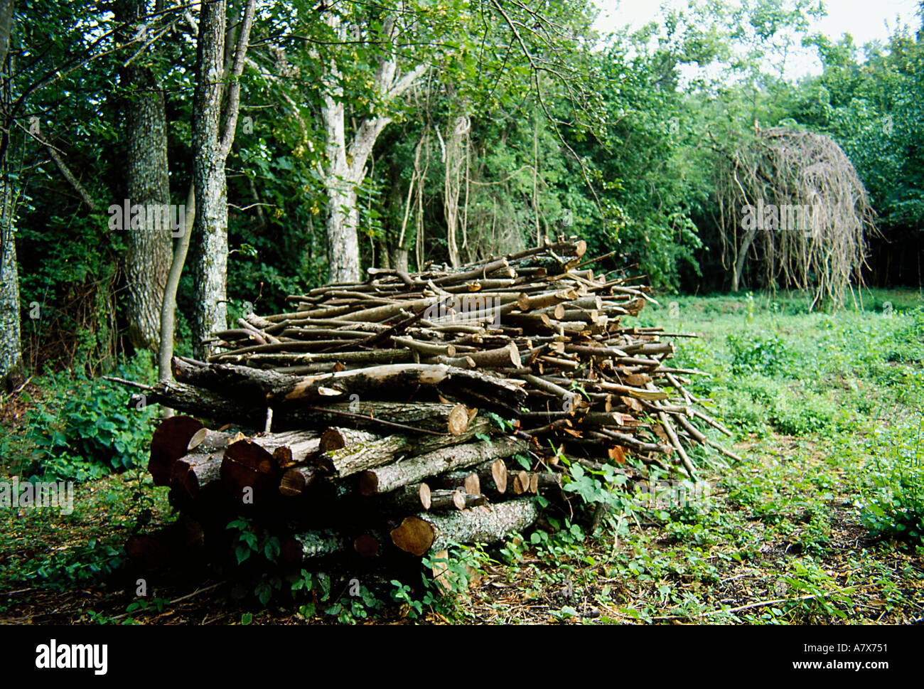 firewood in forest Stock Photo - Alamy