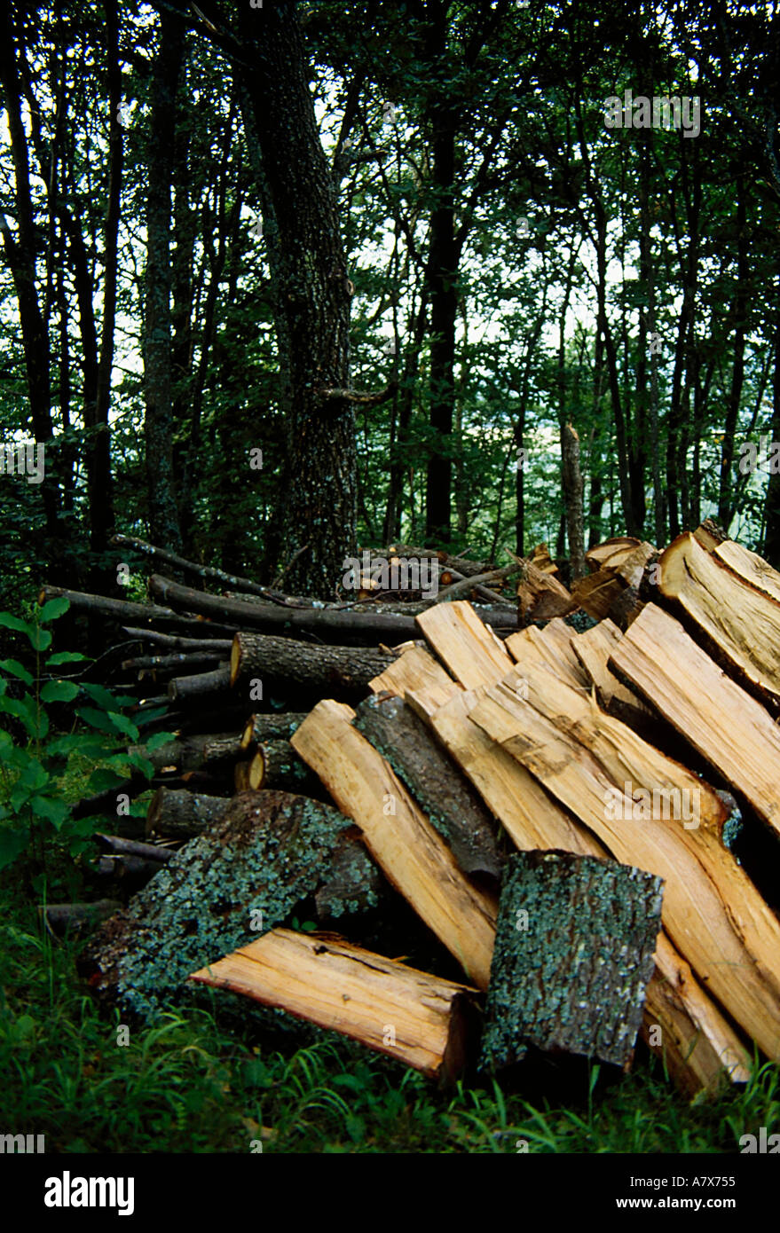 firewood in forest Stock Photo - Alamy