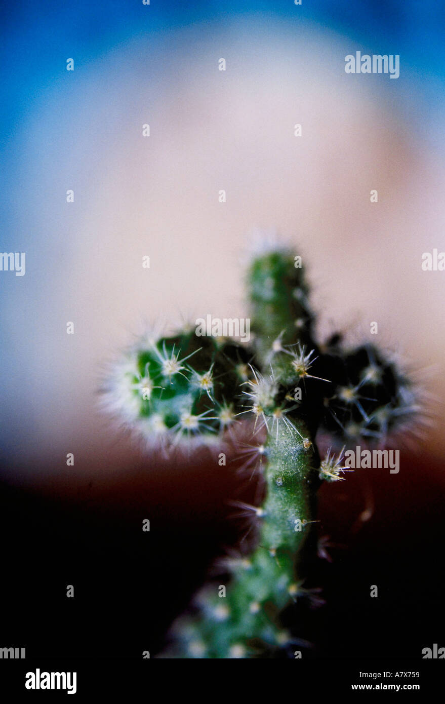 close up fat plant Stock Photo - Alamy