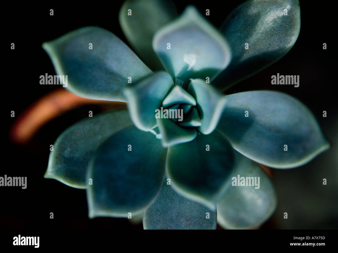 close up fat plant Stock Photo - Alamy