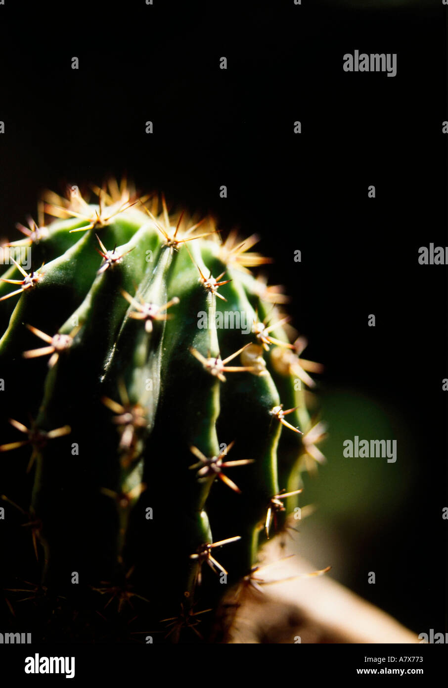 close up fat plant Stock Photo - Alamy