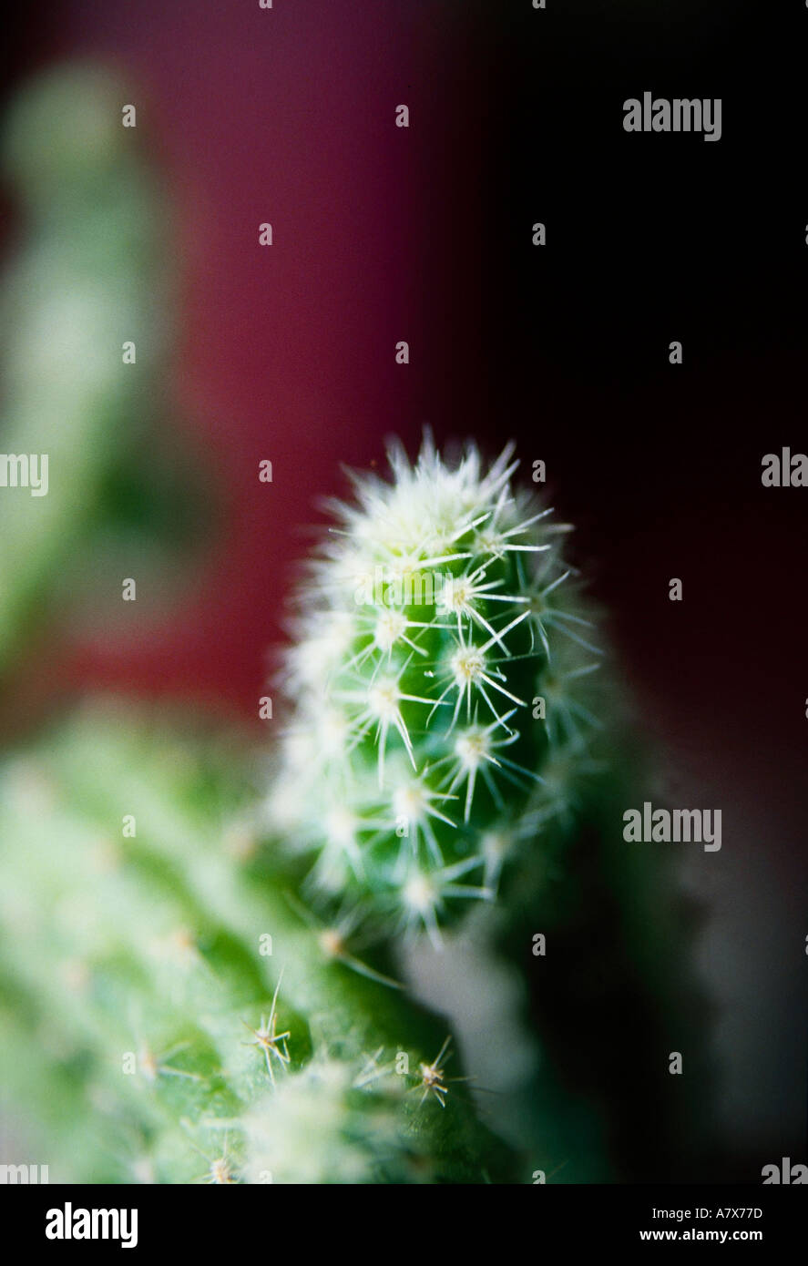 close up fat plant Stock Photo - Alamy