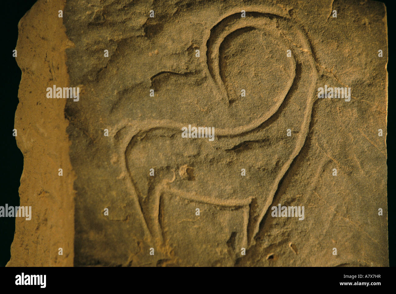 Egypt, Aswan, Nubian ibex carving, Nubian Museum, pre-dynastic Stock ...