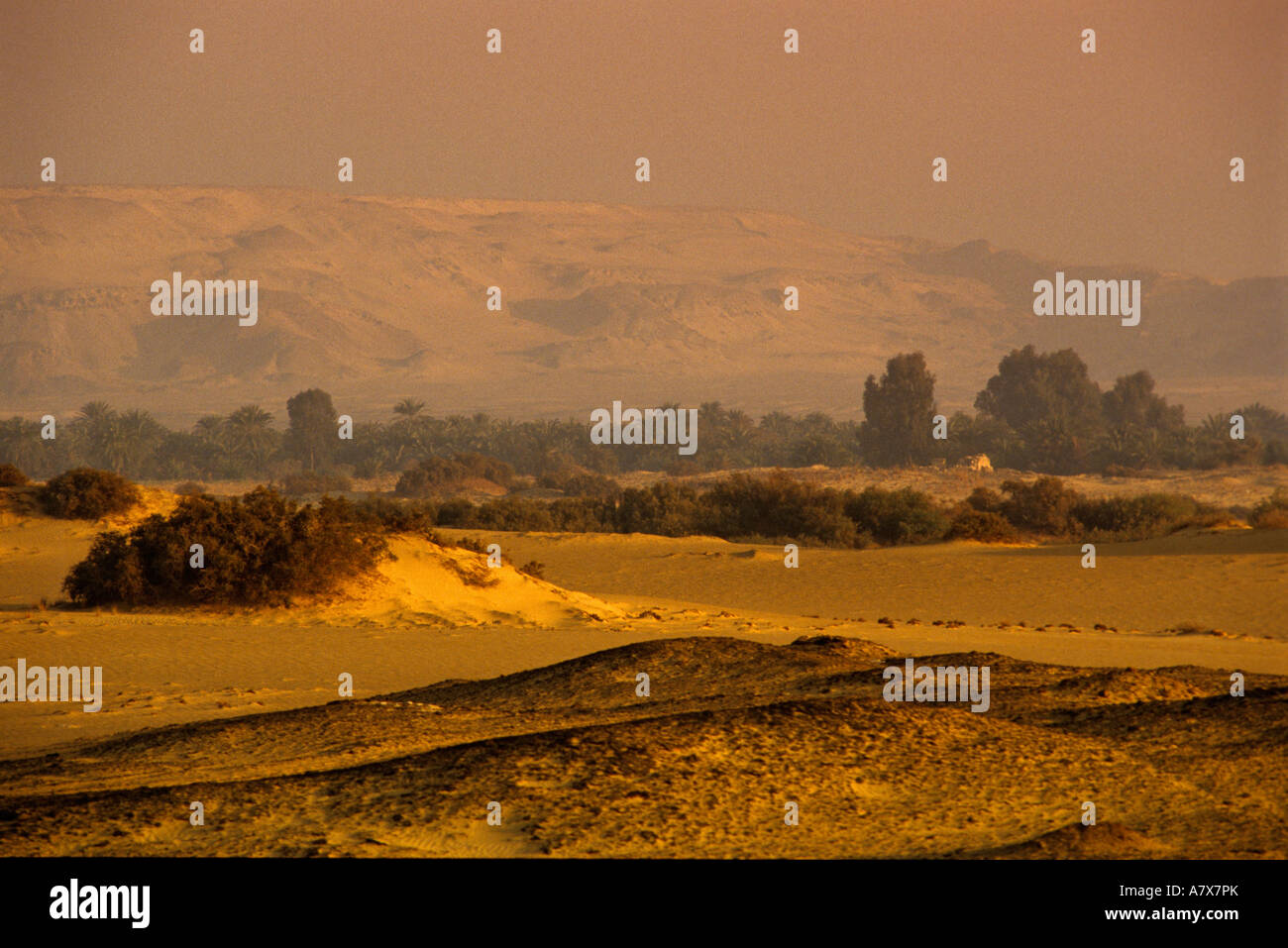 Egypt, Bahariya Oasis, Valley of the Golden Mummies, Ruins of temple of ...