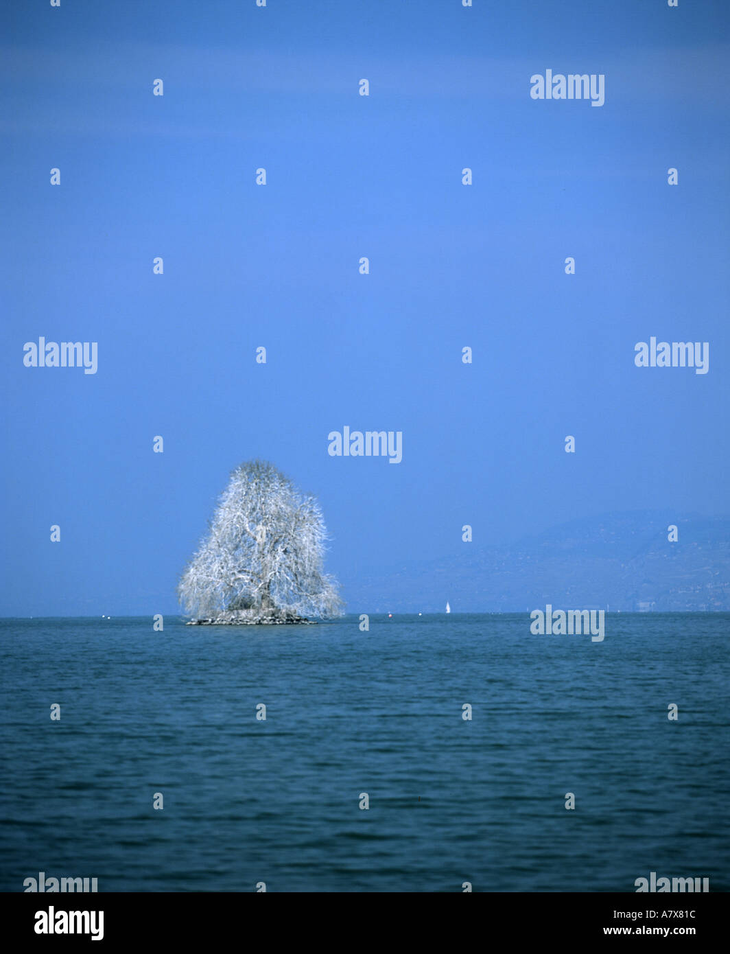 An isolated tree in the middle of Lake Geneva near Montreux Canton Vaud ...
