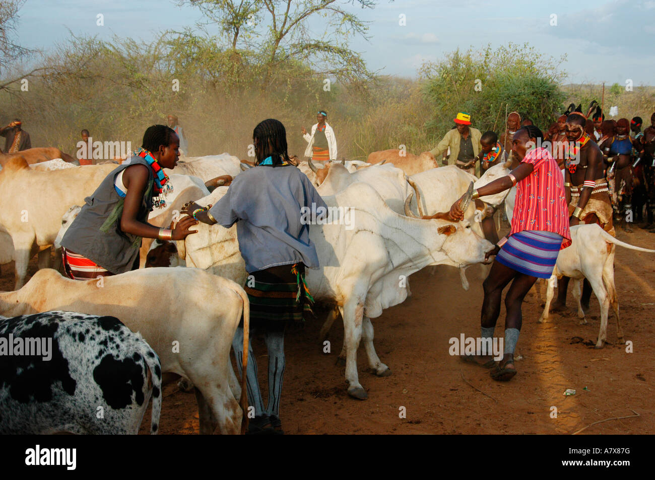 Ethiopia, Omo River Valley, village of Tourmi, Hamar bull-jumping ...