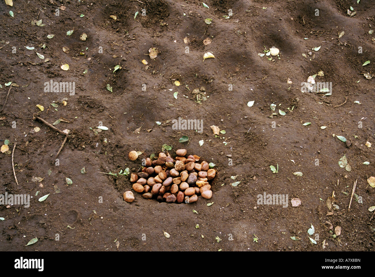 Traditional african game stones hi-res stock photography and images - Alamy