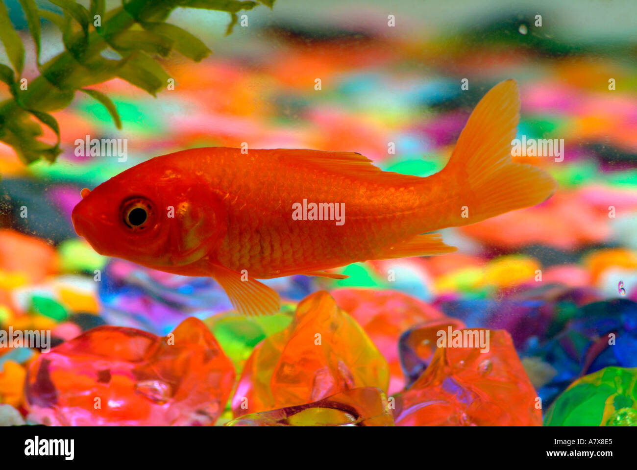 Gold fish bowl hi-res stock photography and images - Alamy