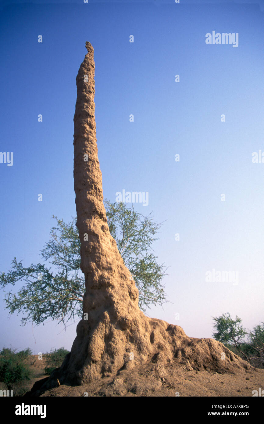 Termite tower hi-res stock photography and images - Alamy
