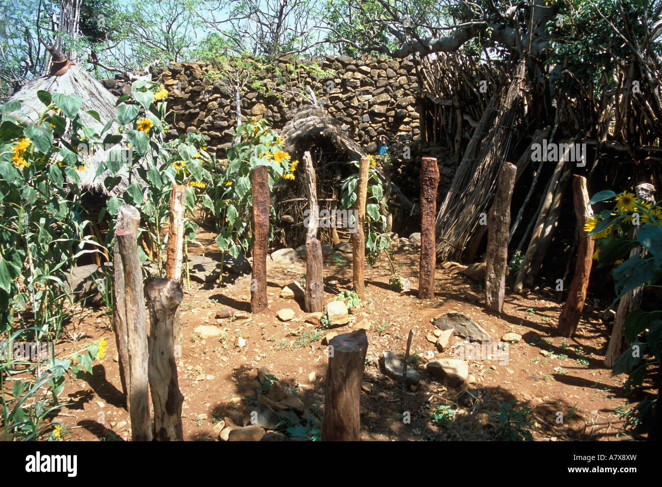 Sticks and limbs arranged in a circle in a small Konso village, in the ...