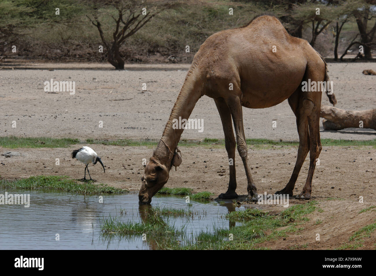 Camel watering hole hi-res stock photography and images - Alamy