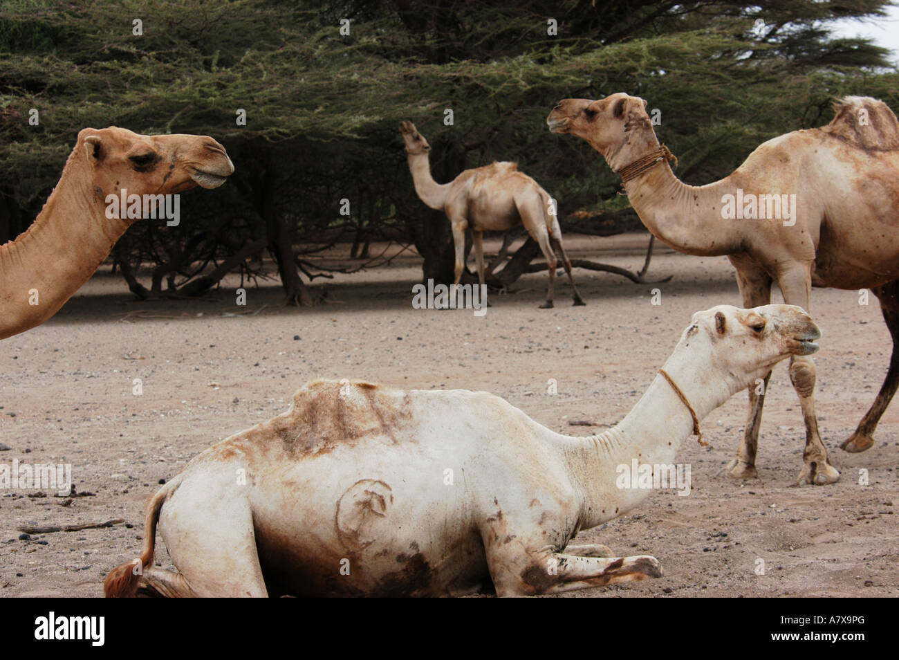 Chalbi kenya desert hi-res stock photography and images - Alamy