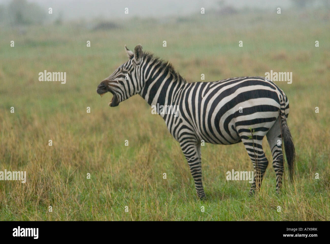 Kenya: Masai Mara Game Reserve, Mara Conservancy, Burchell's zebra ...