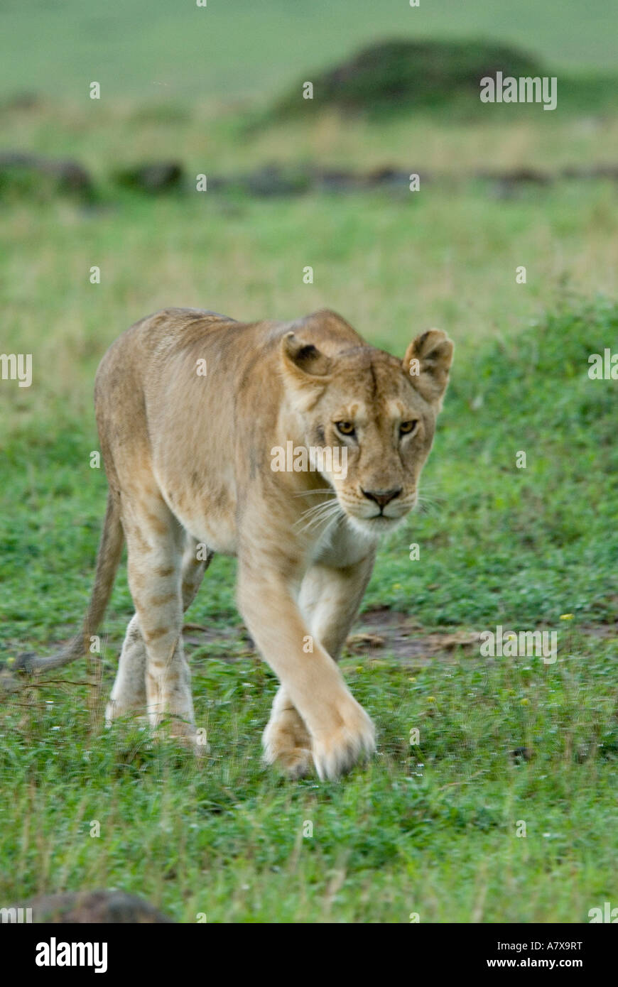 Mara conservancy lion hunt hi-res stock photography and images - Alamy