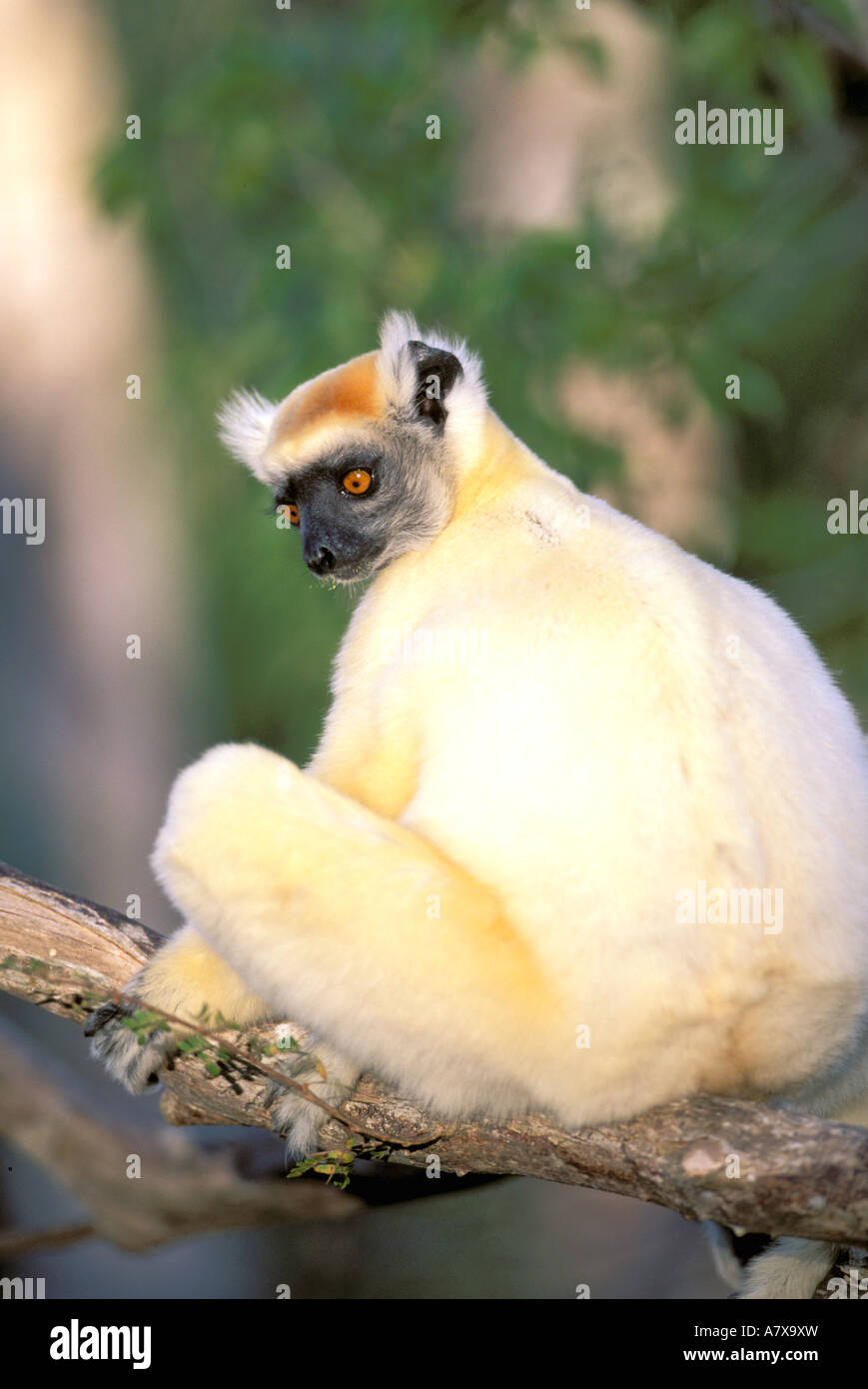 Africa, Madagascar, Daraina. Golden-crowned Sifaka (Propithecus ...