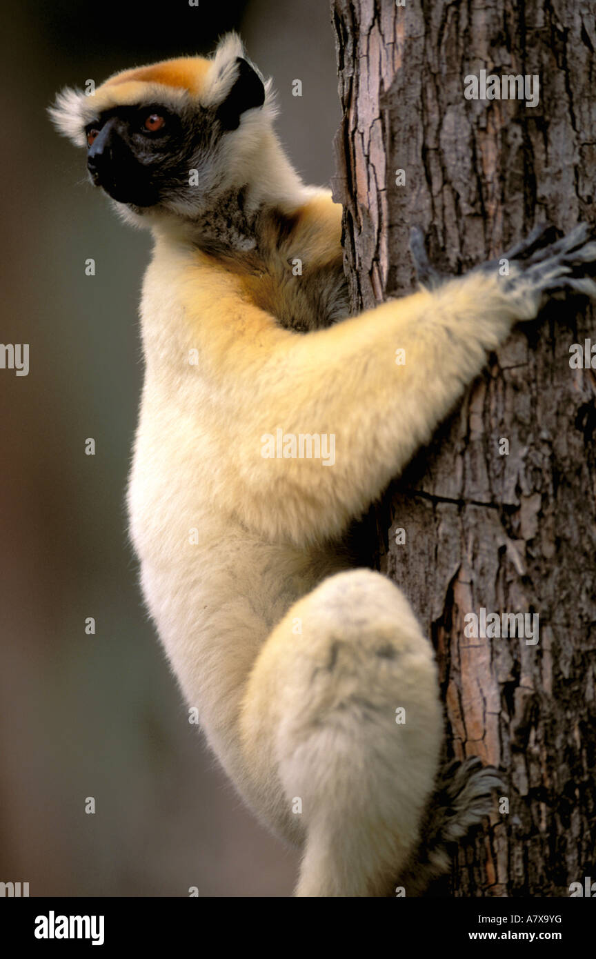 Africa, Madagascar, Daraina. Golden-crowned Sifaka (Propithecus ...