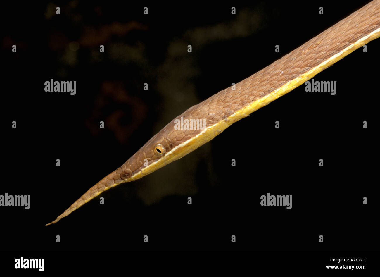 Africa, Madagascar, La Madraka. Male leaf-nosed snake (Langaha ...