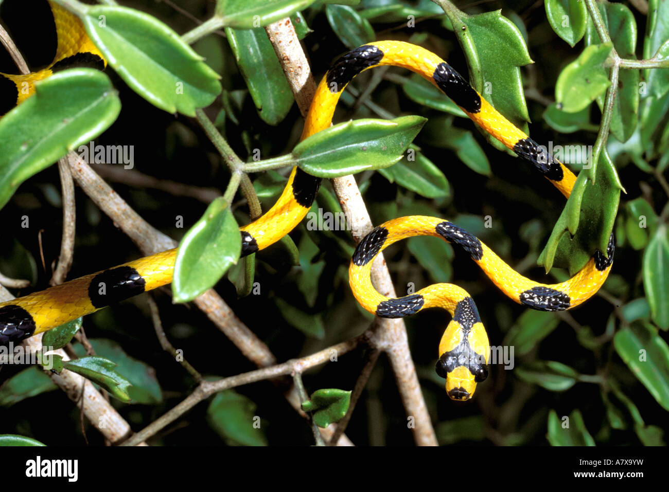 Africa, Madagascar, Western desciduous forests. Snake (Stenophis sp ...