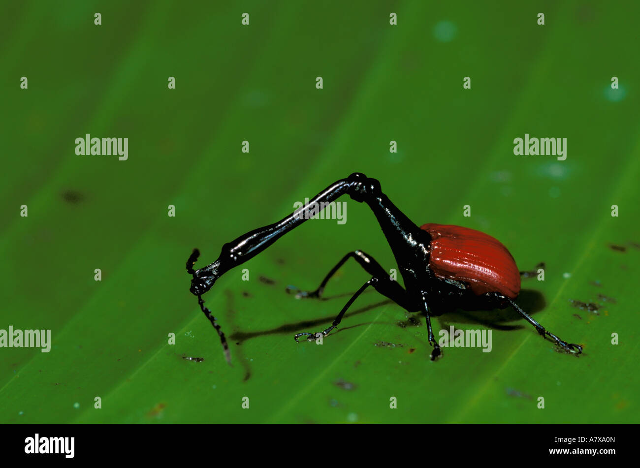 Africa, Madagascar, Perinet. Giraffe-necked weevil (Trachelophorus ...