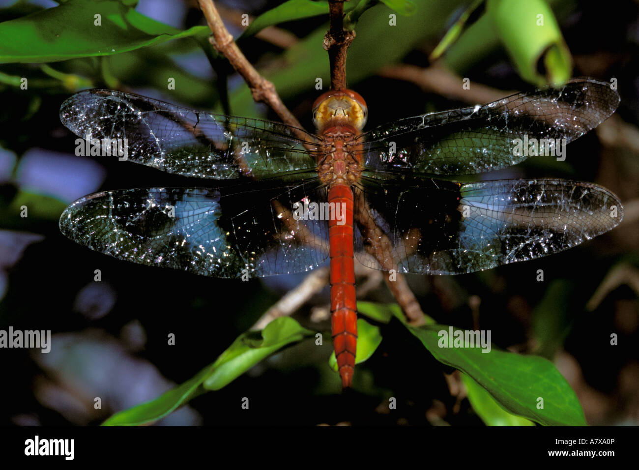 Africa, Madagascar, Ankarana Special Reserve. Malagasy Dragonfly ...