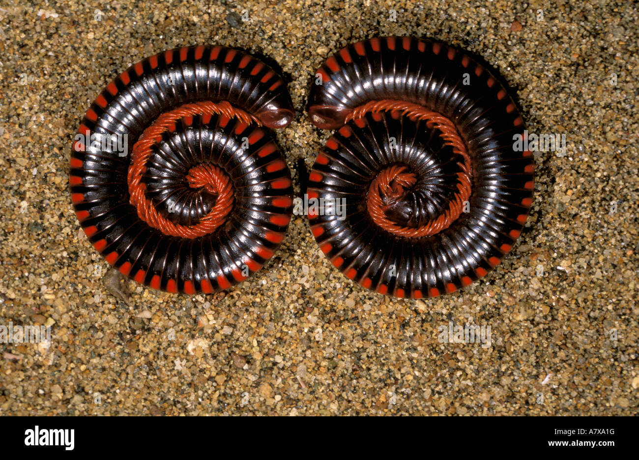 Sphaerotherium hi-res stock photography and images - Alamy