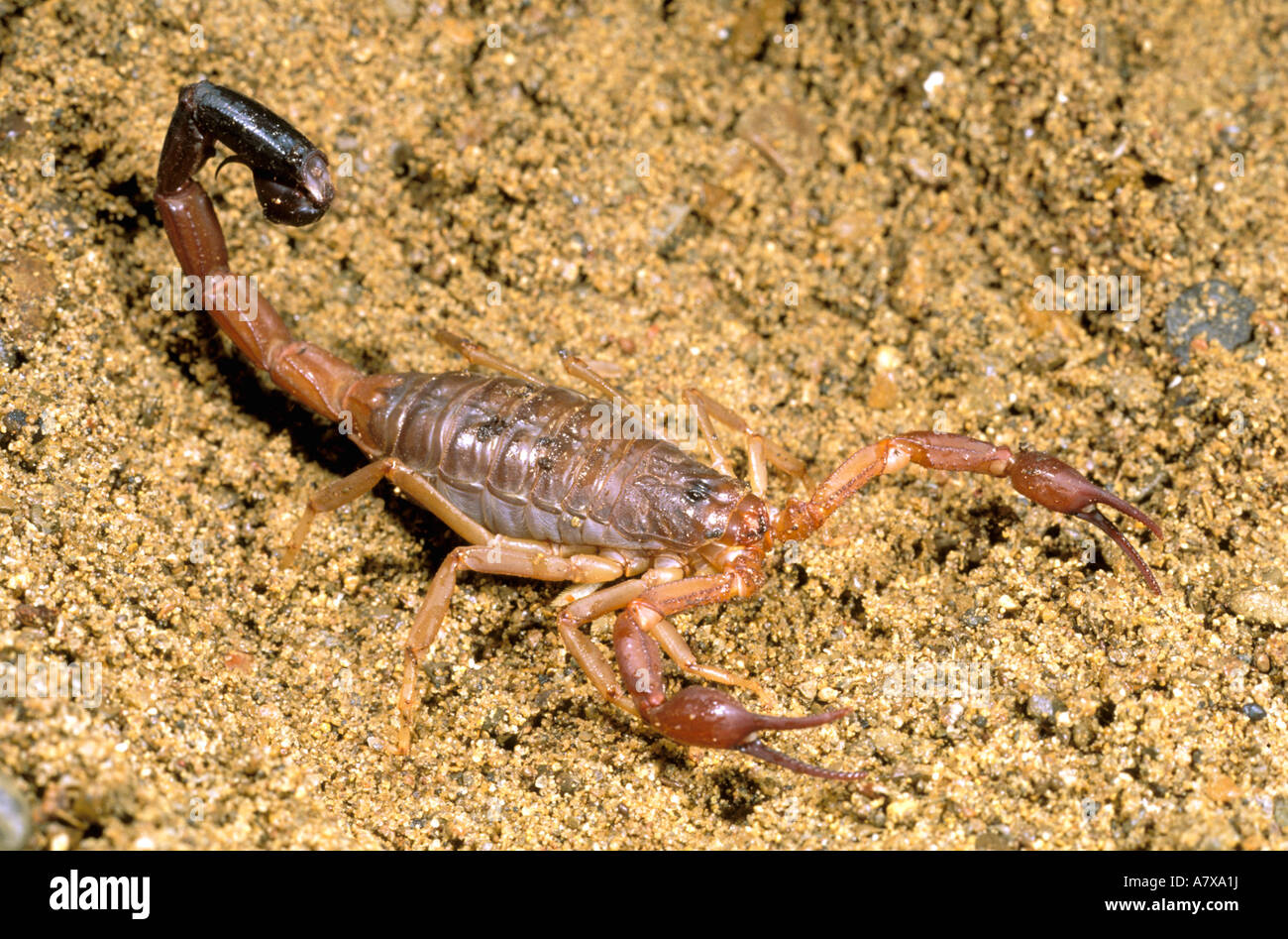 Africa, Madagascar, Ankarana Special Reserve. Scorpion (Order ...