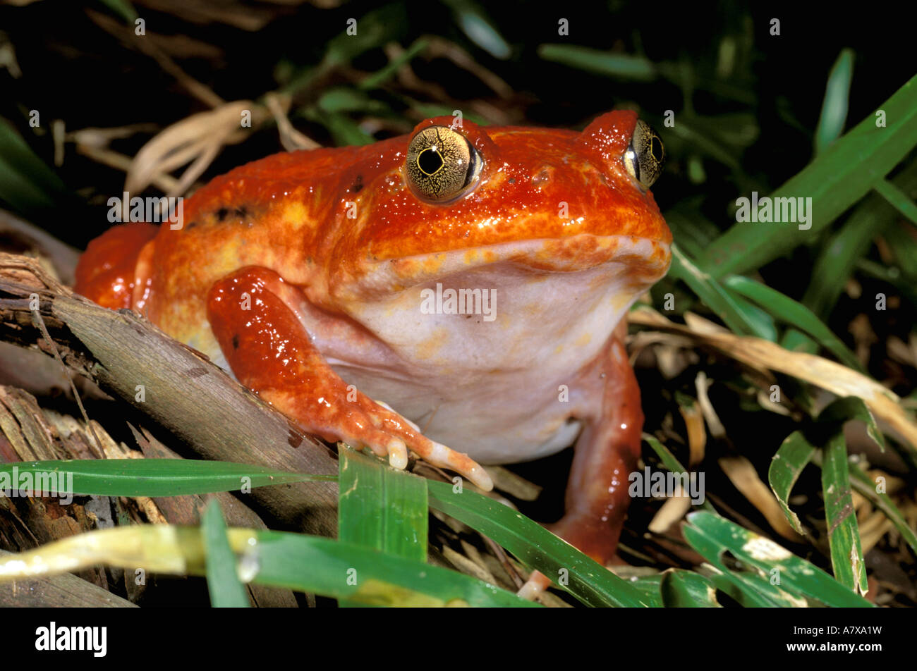 Africa, Madagascar. Tomato frog (Dyscophus antongili Stock Photo - Alamy