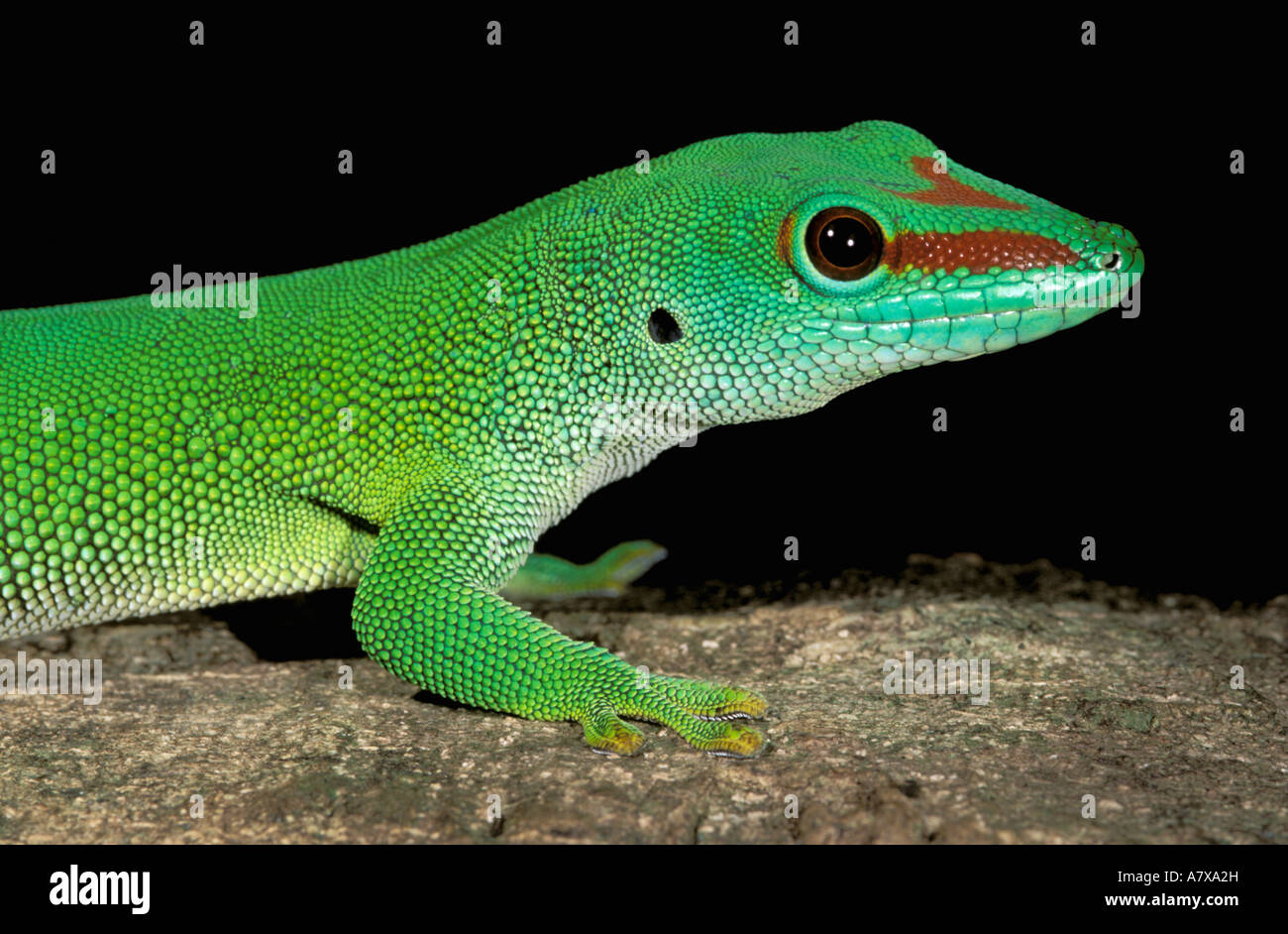Africa, Madagascar, Ankarana Special Reserve. Day gecko (Phelsuma madagascariensis Stock Photo ...