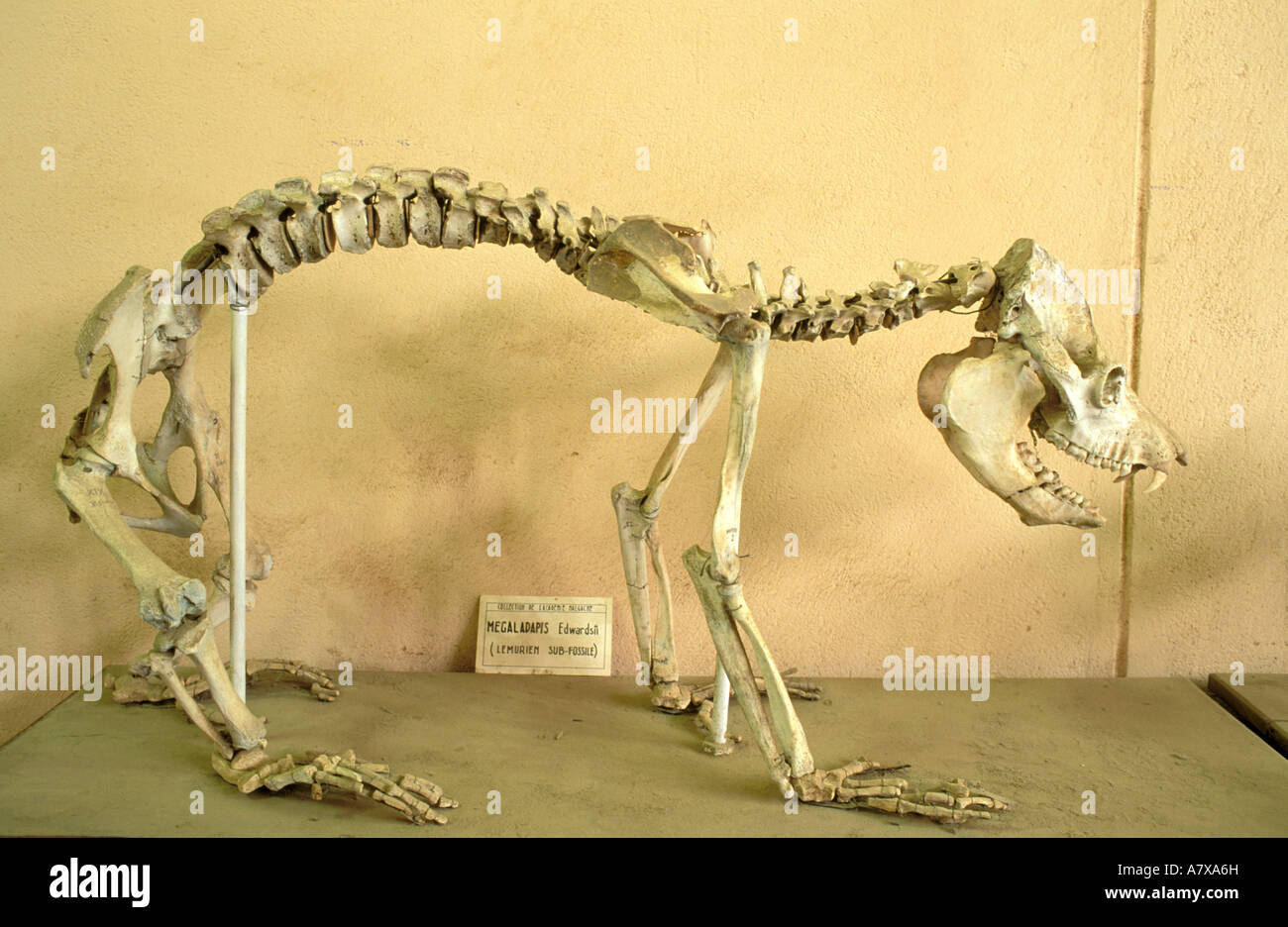 Africa, Madagascar, Antananarivo, Tsimbazaza Zoo Museum. Skeleton of ...