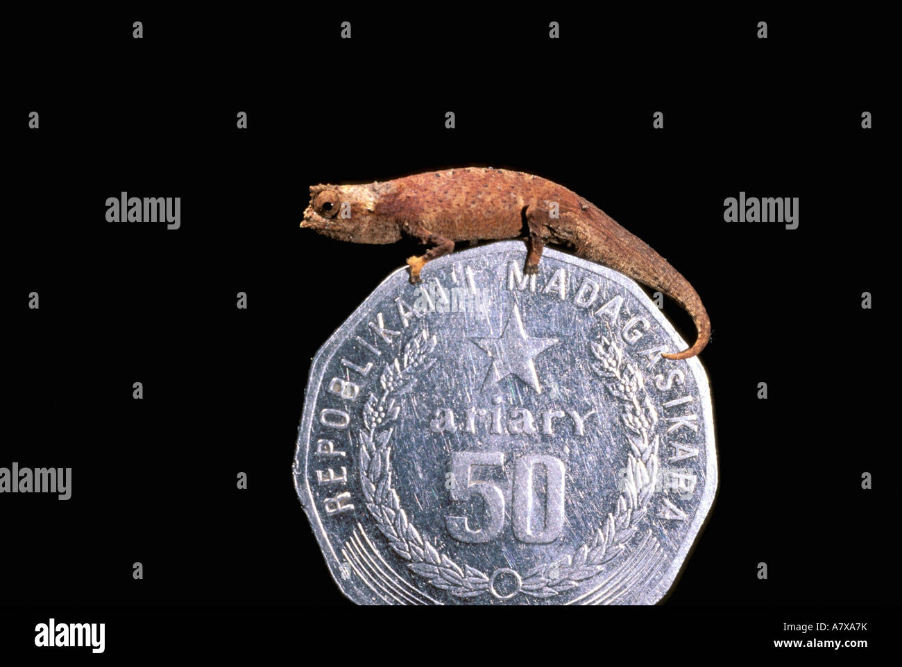 Brookesia madagascar lizard hi-res stock photography and images - Alamy