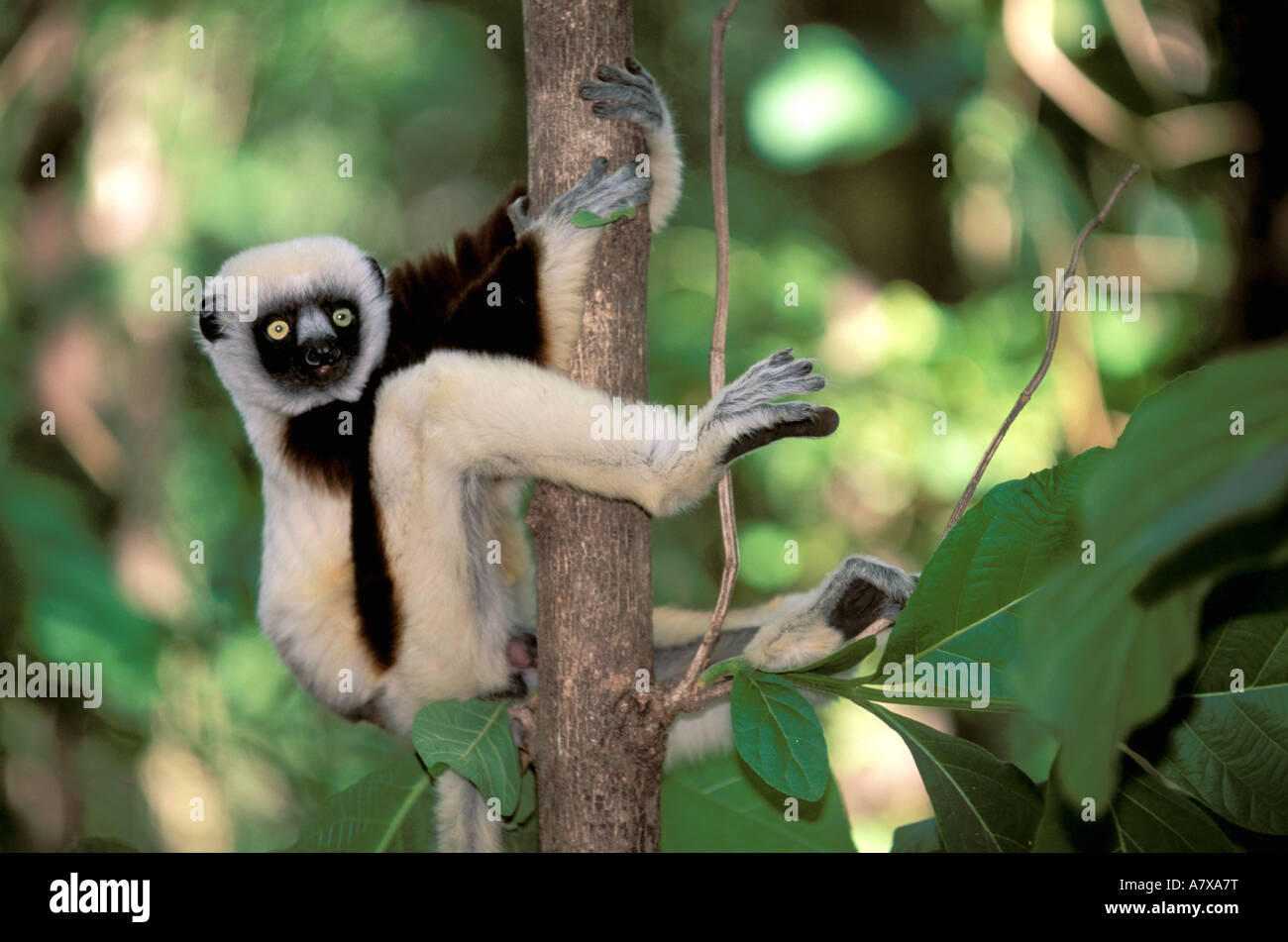 Africa, Madagascar, Berenty Reserve. Coquerel's Sifaka (Propithecus ...