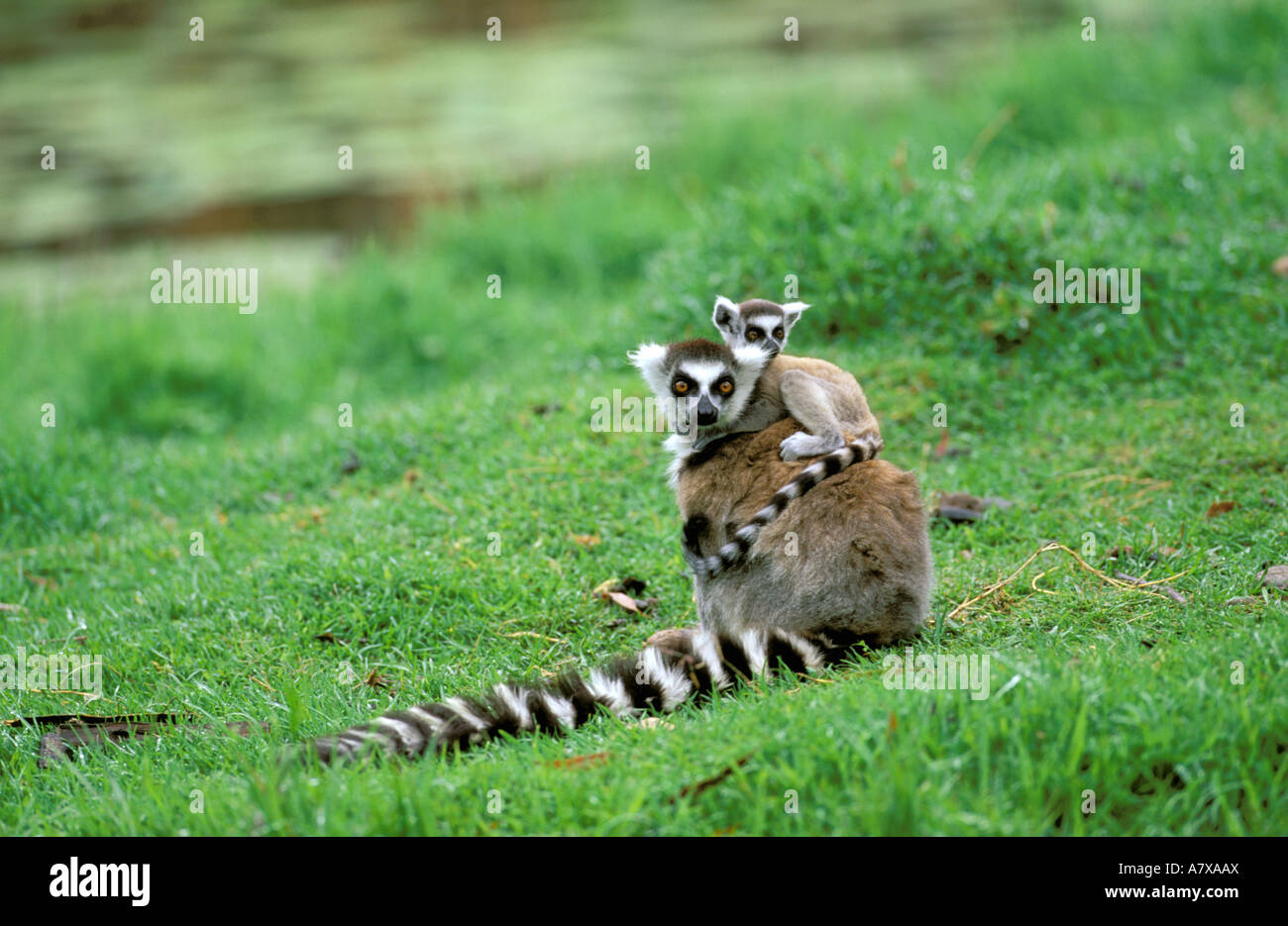 Africa, Madagascar, Antananarivo, Tsimbazaza zoo. Ring-tailed lemur and ...