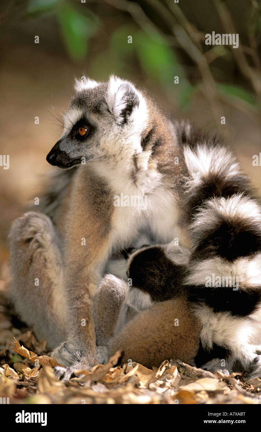 Africa, Madagascar, Berenty Private Reserve. Ring-tailed lemur and baby ...