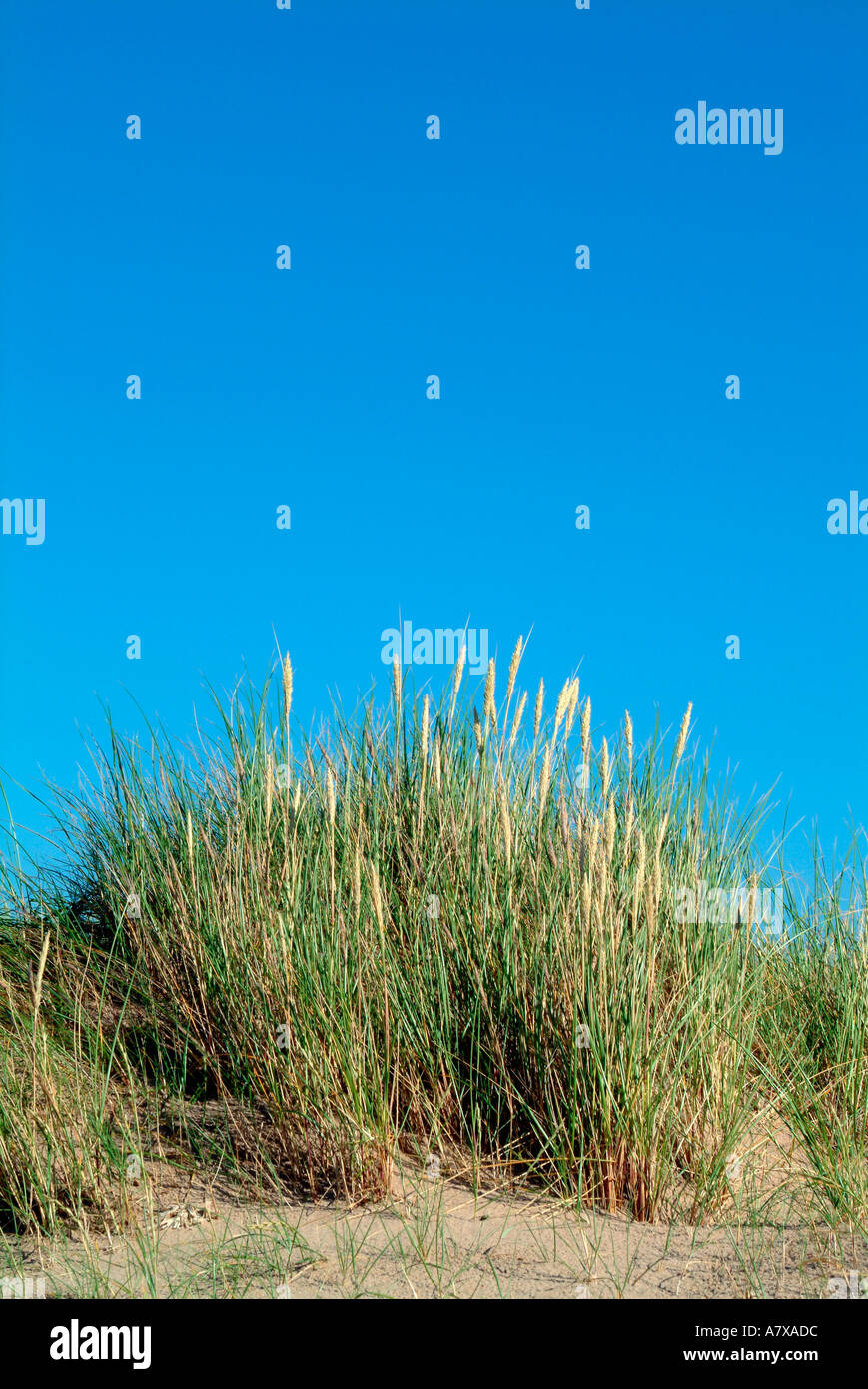 Grass on sand dunes Stock Photo - Alamy