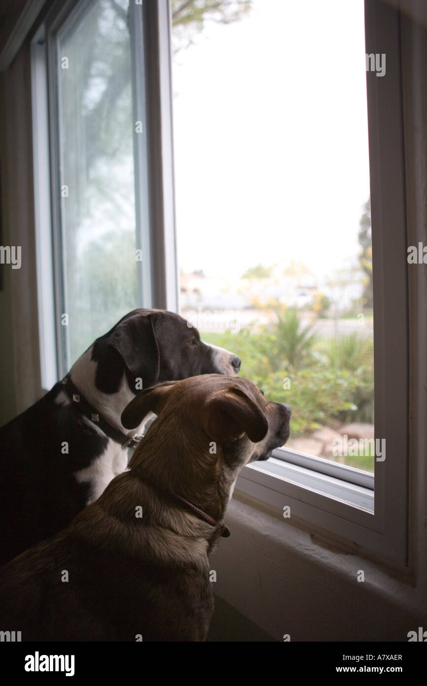 two dogs looking out window Stock Photo - Alamy