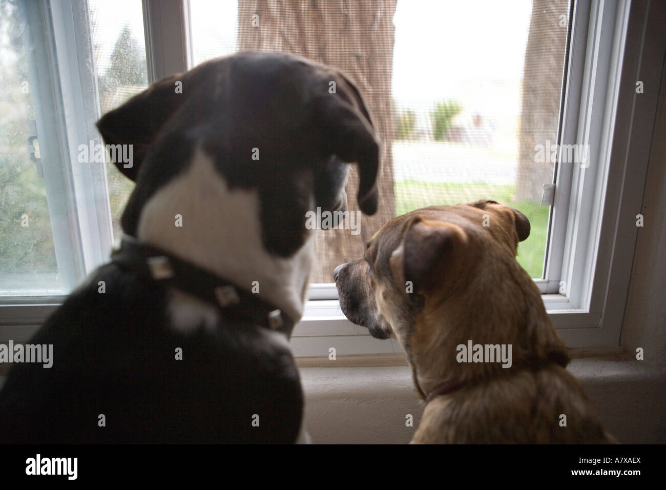 two dogs looking out window Stock Photo - Alamy