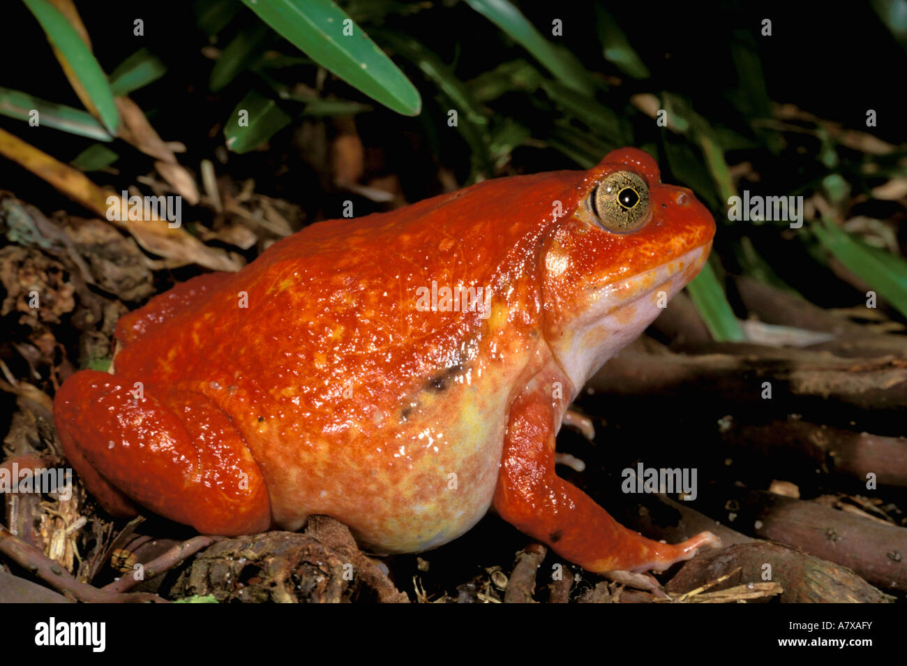 Africa, Madagascar. Tomato frog (Dyscophus antongili Stock Photo - Alamy