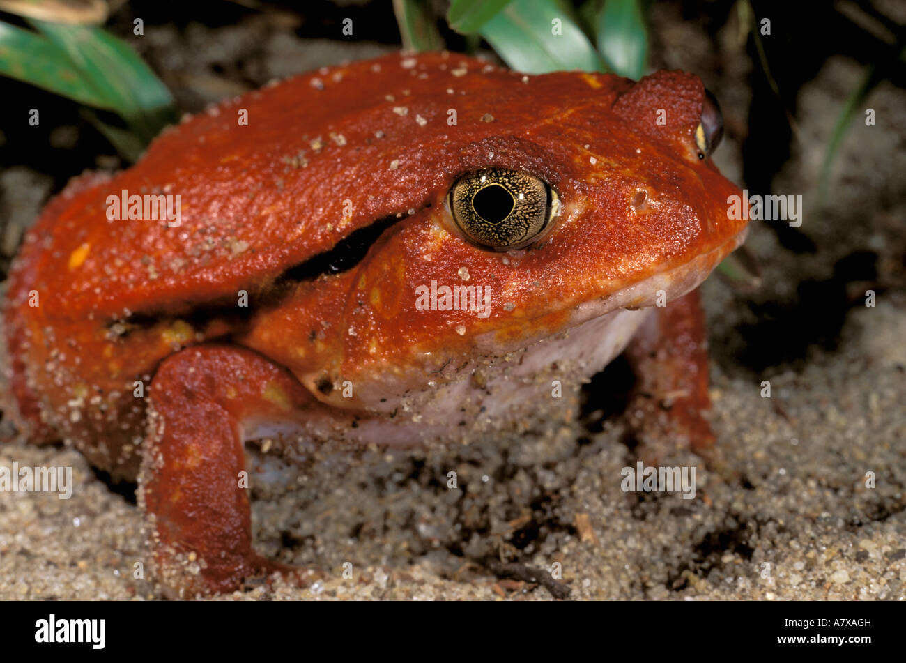 Africa, Madagascar. Tomato frog (Dyscophus antongili Stock Photo - Alamy